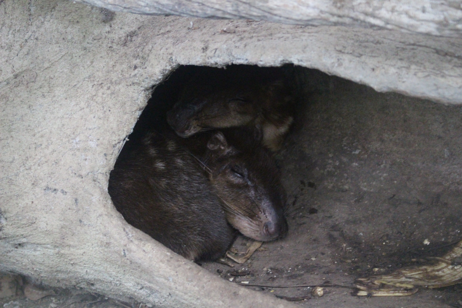 5_guanta | La Historia