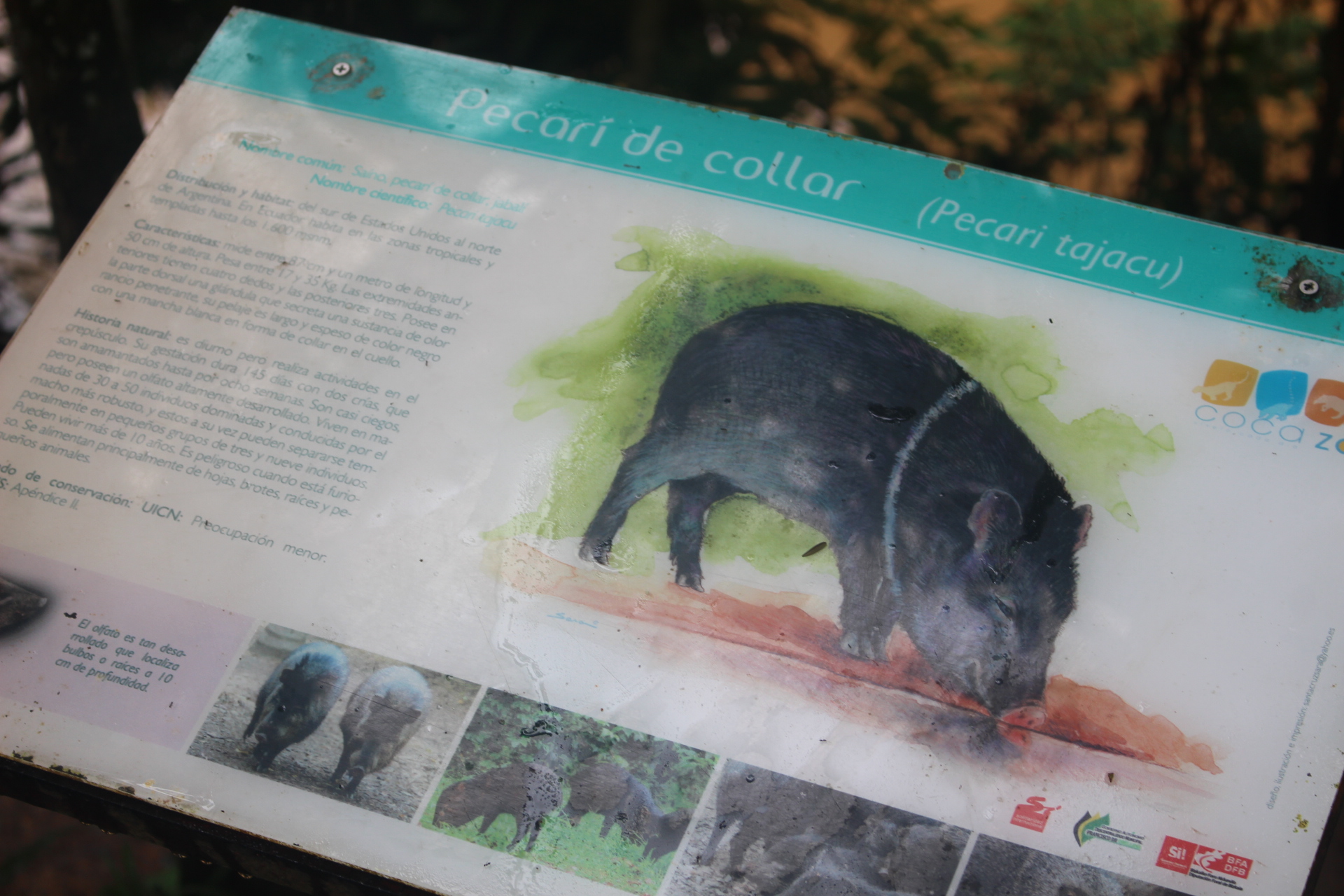 9_sajino-o-pecari-de-collar1 | La Historia